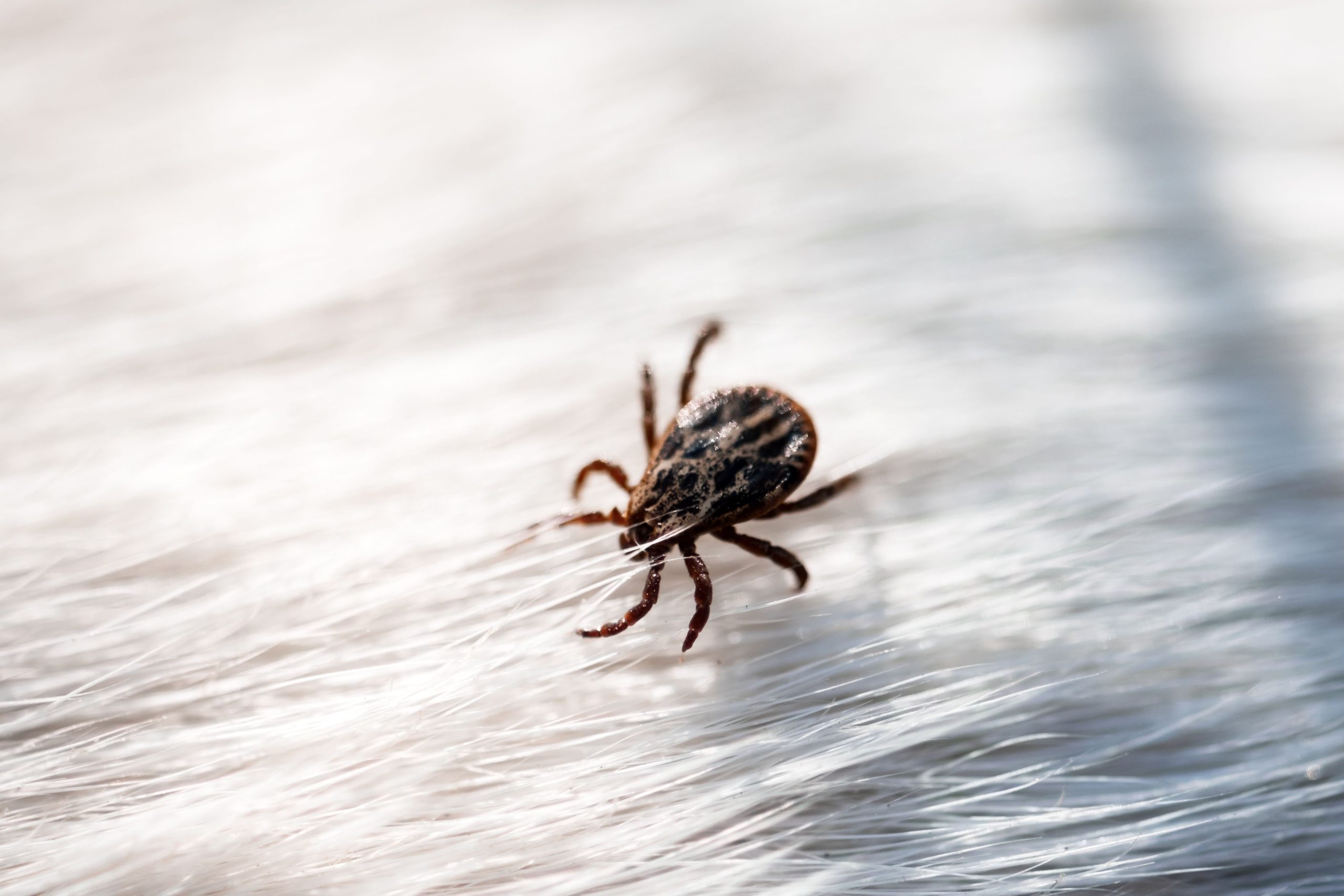 Maladie de Lyme : ce symptôme après une piqûre de tique