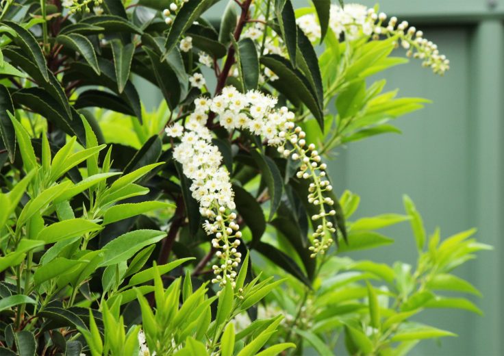 Oubliez le bambou, ces 3 types d'arbustes poussent plus vite et sont ...