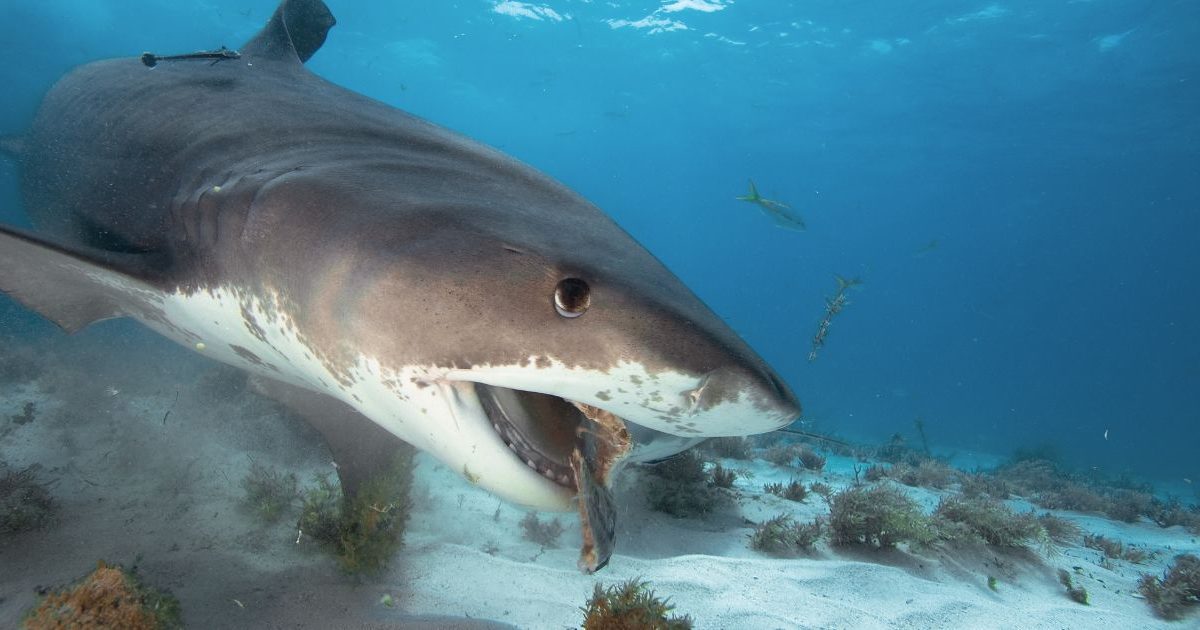 Attaques de requins : top 5 des pays les plus risqués pour nager