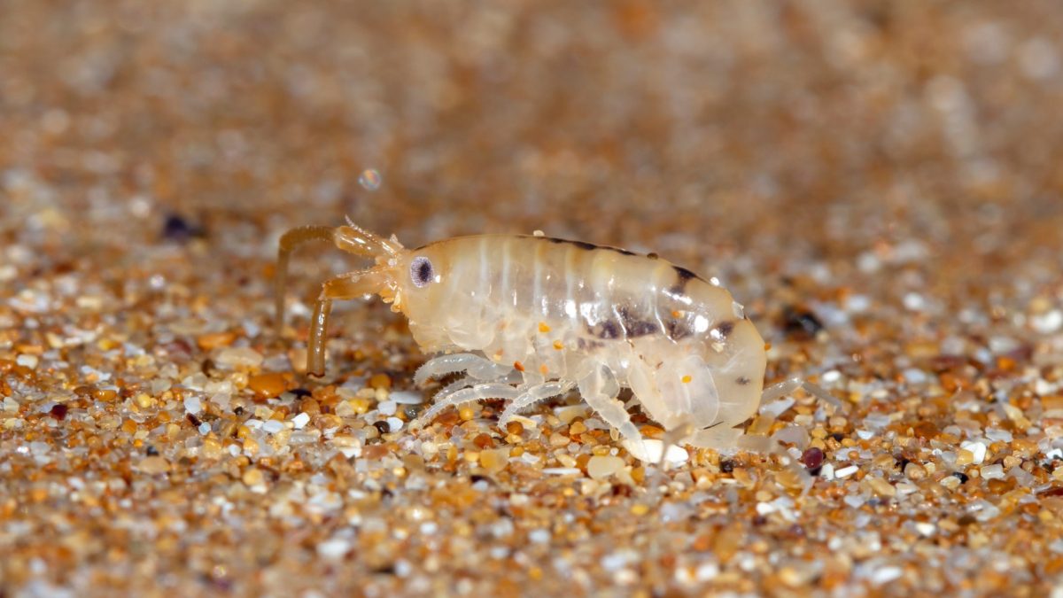 Vacances à la plage : attention aux puces de sable