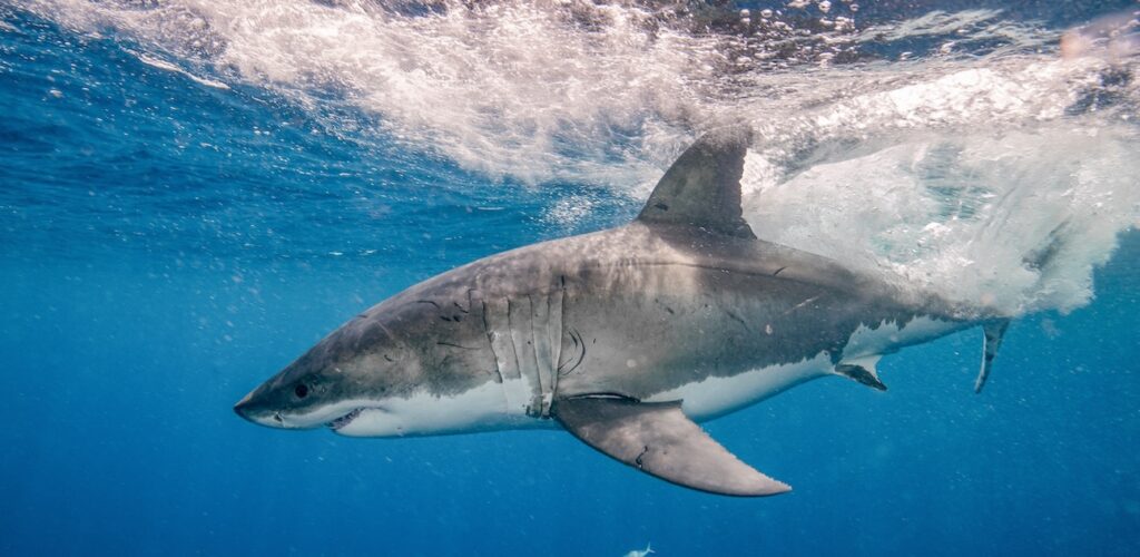 Un surfeur de 57 ans tué par un grand requin blanc